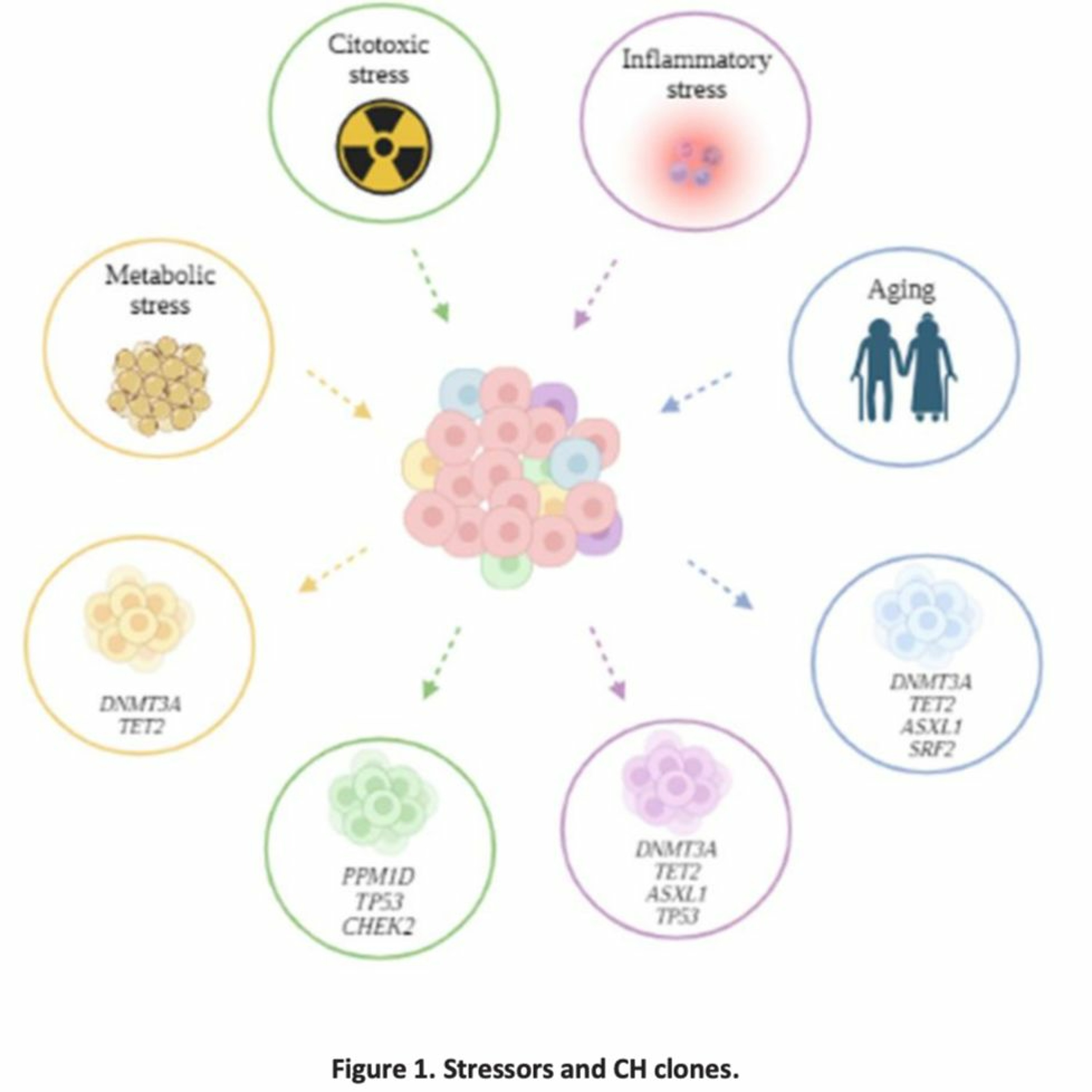 Exploring Clonal Hematopoiesis and Its Impact on Aging, Cancer, and ...