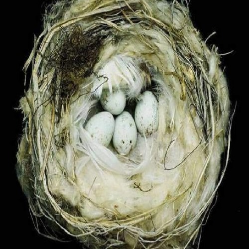 Stream Download⚡️PDF ️ Nests: Fifty Nests and the Birds that Built Them ...