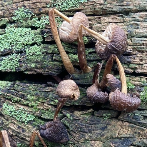 Stream episode Jurassic Sprawk by User 620685699 podcast | Listen ...