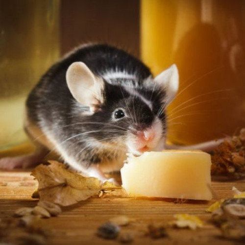 Stream Everyday im shufellin (GSO Reupload) by My name | Listen online ...