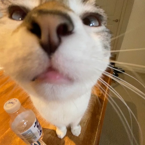 Stream lonely 'til i'm dead by Karmyn Elyse | Listen online for free on SoundCloud