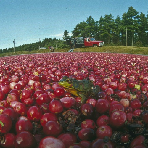 Stream MISTA FROST - DEVILS NIGHT 2016 FT. NED BUNDY (PROD ...