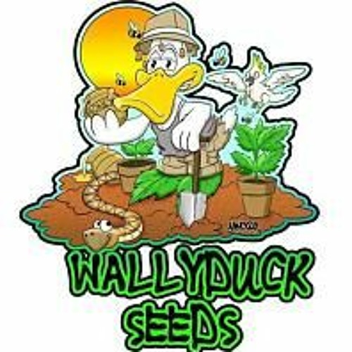 Stream Episode 66 ft Wally Duck of The Wizards of OZ by The Pot Cast ...