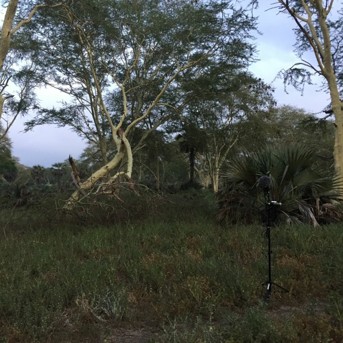 Stream Ambi - African Birds.WAV by DunnAudio | Listen online for free ...