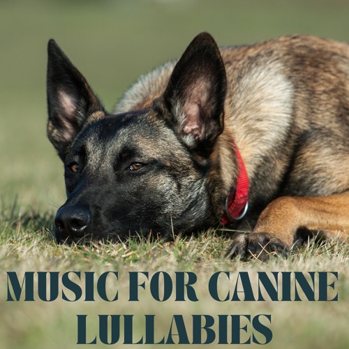 Stream Canine Lullabies, Pt. 20 by Music for Dog's Ears | Listen online ... Stream Canine Lullabies, Pt. 20 by Music for Dog's Ears | Listen online ...