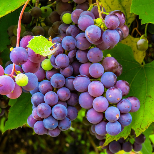 Stream Genesis 16: 1 - 16 - Engel van die Here by Die Wynstok | Listen ...