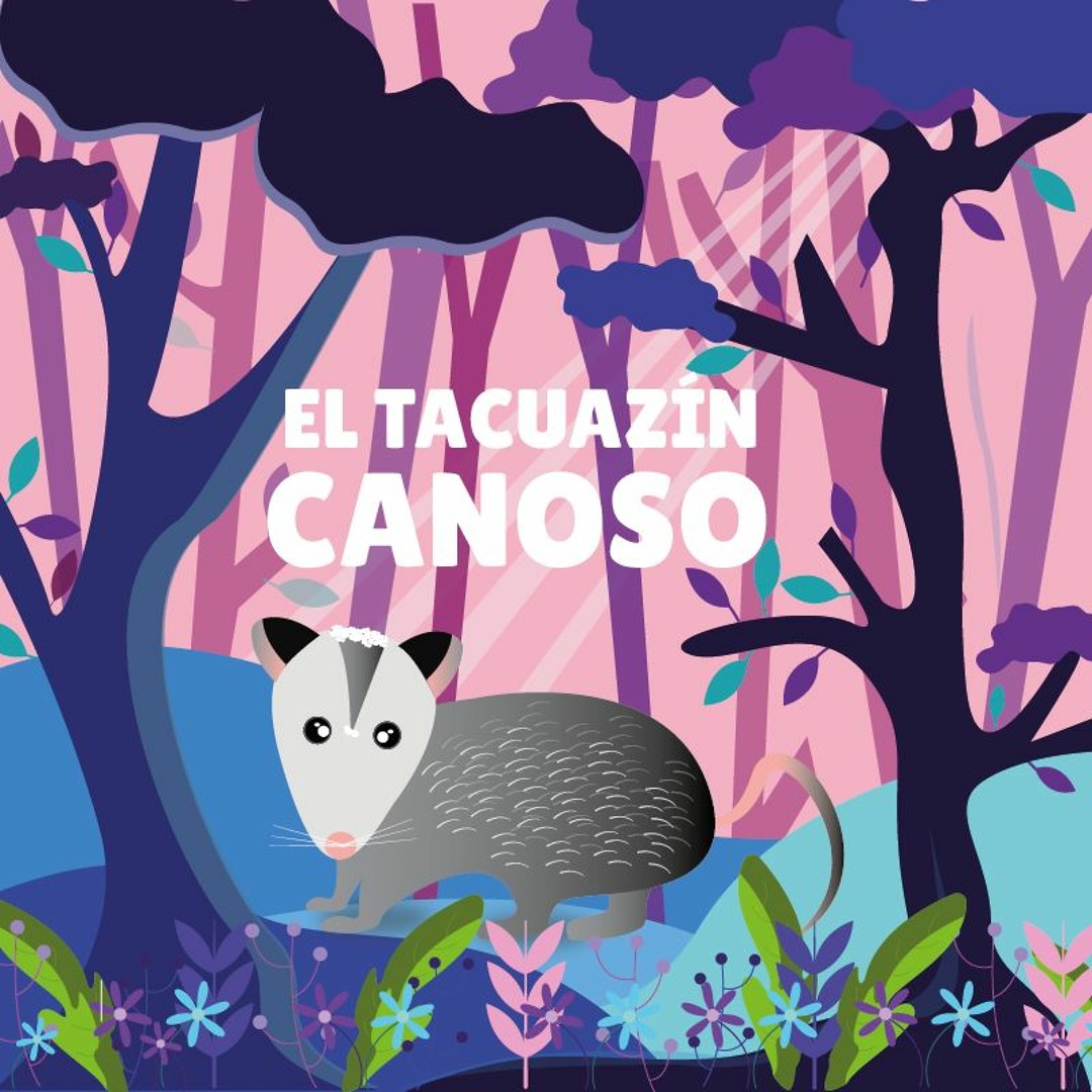 Stream EL TACUAZÍN CANOSO (VERSIÓN CHAPIN) from ALMA SARA MICHELLE ...