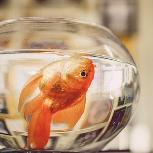 Stream Red Fish Dead Fish by Gnarnr | Listen online for free on SoundCloud