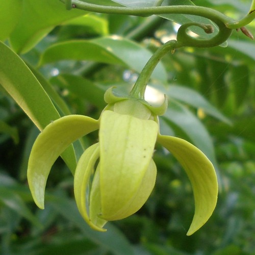Stream episode Sampenga Flower by Nithra Edu Solutions podcast | Listen ... Stream episode Sampenga Flower by Nithra Edu Solutions podcast | Listen ...