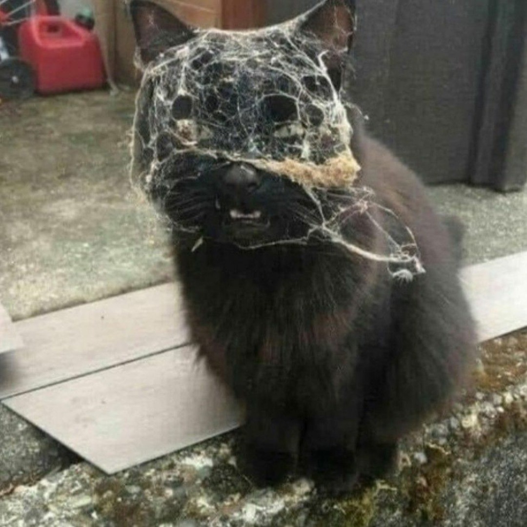 Stream Mice On Venus (8 Bit Version) by @gwgpfp_0 | Listen online for ...