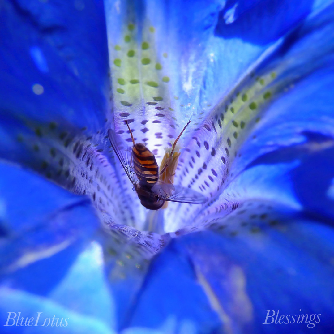 Stream The Nectar of Life by BlueLotus Blessings | Listen online for ...