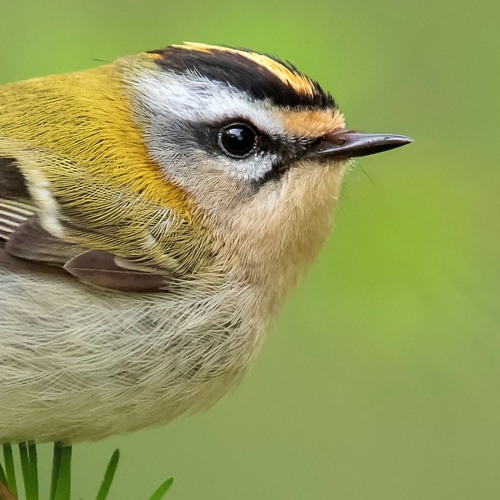 Stream Firecrest Song - MixPre - 4202.WAV by Gavin Vella | Listen ...