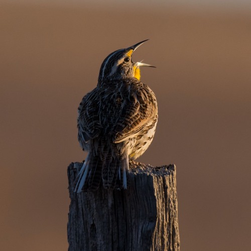 Stream Panhandle Afield: Western Meadowlarks by Justin Haag | Listen ...