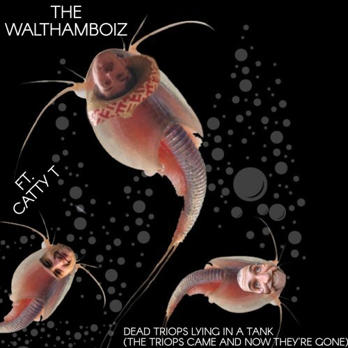 Stream Dead Triops Lying In A Tank (The Triops Came And Now They're ...