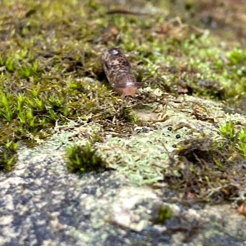 Stream Stoner mints by Fluorite | Listen online for free on SoundCloud