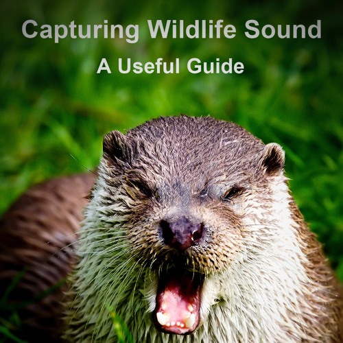 Stream The Natural Curiosity Project | Listen to Capturing Wildlife ...