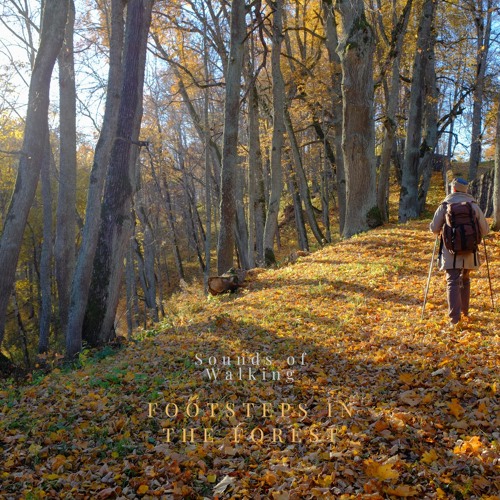 Stream The Sound of the Woods by Footsteps in the Forest | Listen ...