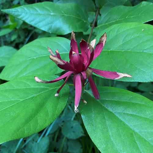 Stream Dragon in the city by Alien Hiss | Listen online for free on ...