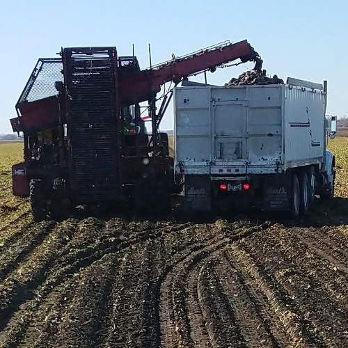 Stream Sugarbeet yields on both drained and undrained fields: An update ...