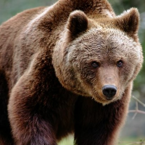 Stream Animal - GISELE FOR EVER (Work in progress/Confinement Records ...