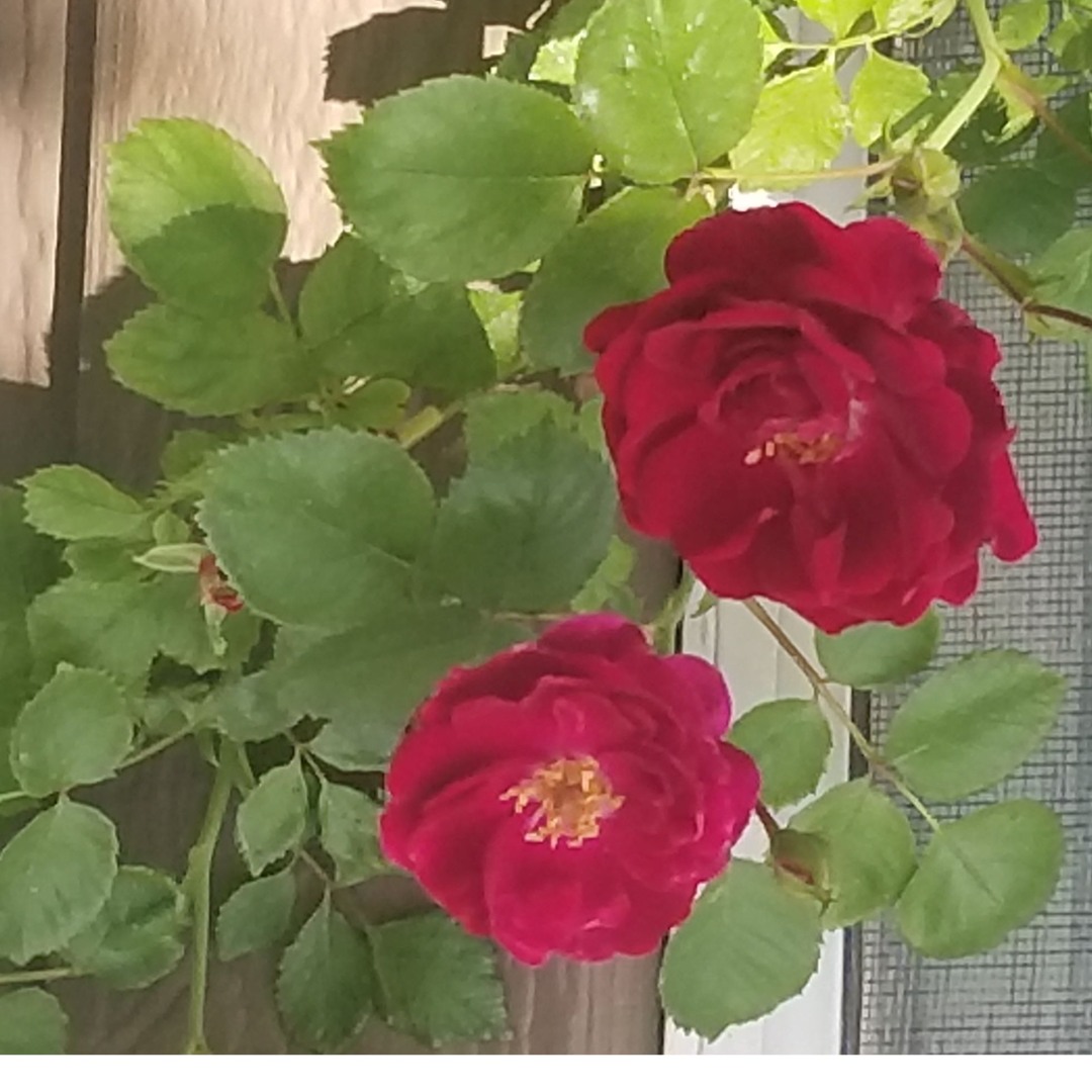 Stream 13. One Little Rose by Dixie McKay | Listen online for free on ...