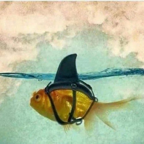 Stream TONY-CHIP$: MEGALODON ( Adult Swim Training) by CREAM COMPANY ...