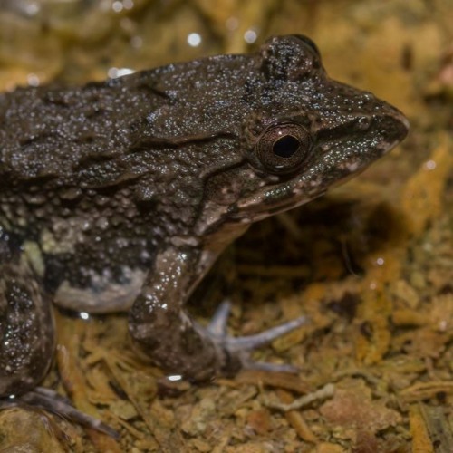Stream Fejervarya limnocharis (Field Frog) by Herpetological Society of ...