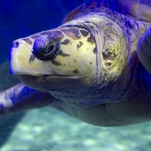 Stream El mar inmenso by Joselyn Cortes | Listen online for free on ...