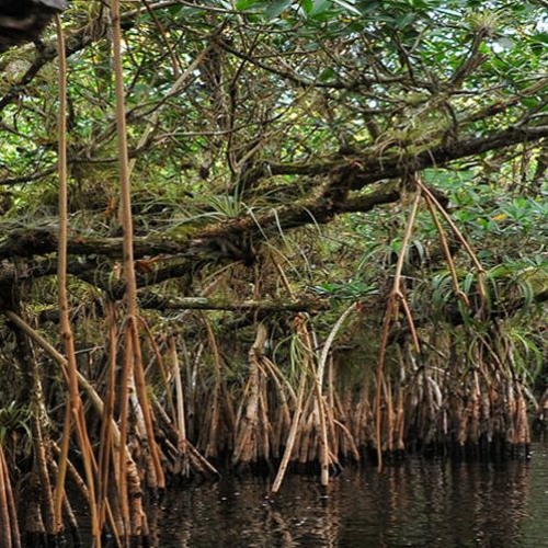 Stream FLorida Man WAV.WAV by Christopher Prim | Listen online for free ...