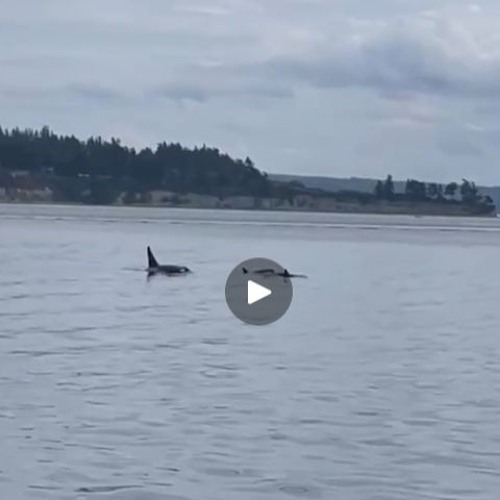 Stream ORCA by Harry and the Inevitability | Listen online for free on ...