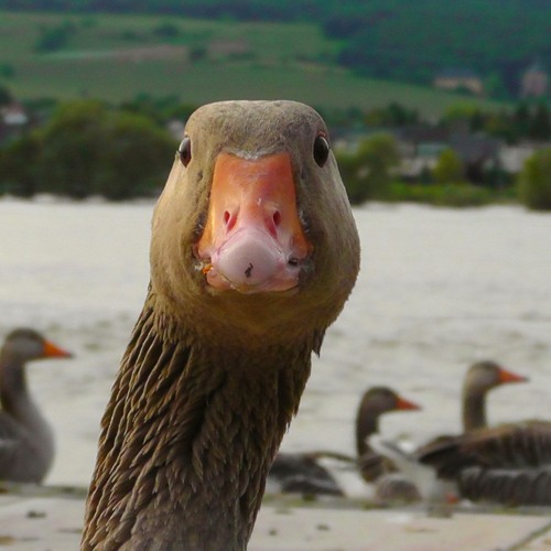 Stream The goose is out! Suffering and the end of suffering part 3 by ...