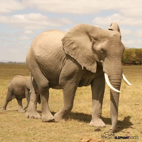 Stream Croaking-F0110016 by ElephantVoices | Listen online for free on ...