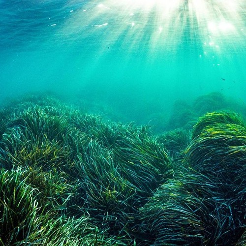 Stream Anna Canny Seagrass Segment by Anna Canny | Listen online for ...