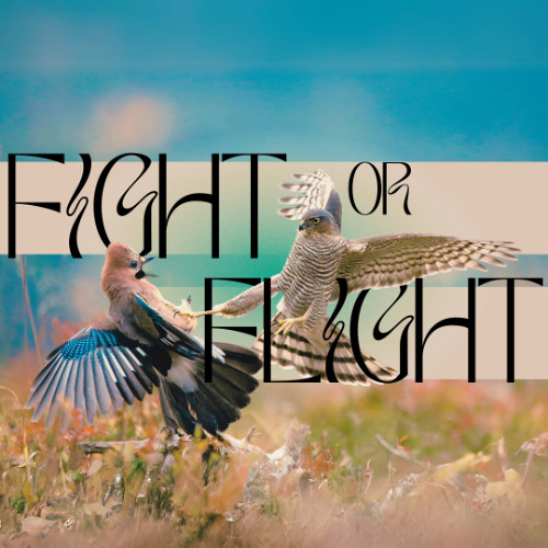 Stream A Better Way | Fight or Flight | Pastor Jeff by Yosemite Church ...