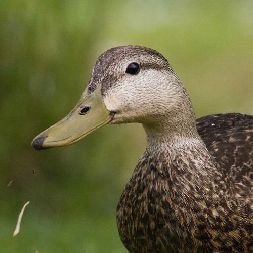 Stream ducky quacky :) by SomeKid | Listen online for free on SoundCloud