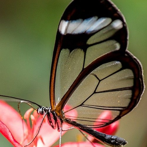 Stream Julius Julian - BUTTERFLIES 2023-06-04 18_43.m4a by Julius ...