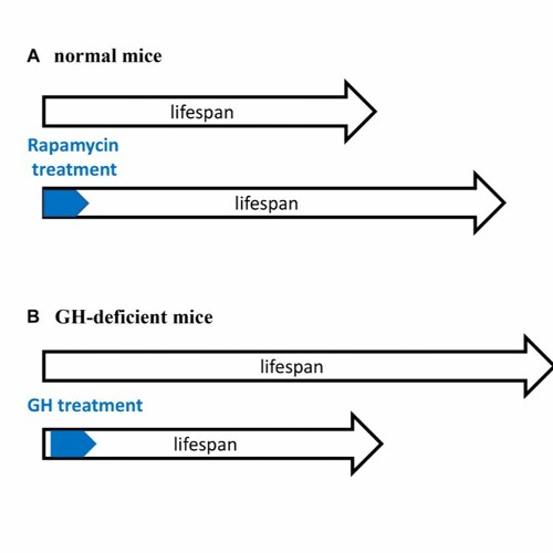 Stream episode Press Release: Rapamycin Treatment Early Reprograms ...