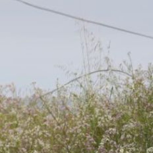 Stream てふてふ English cover (Teto) by Skull-Bunny | Listen online for ...