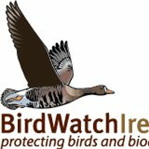 Stream The Way It Is; This month's "Bird of the Month" is the song ...