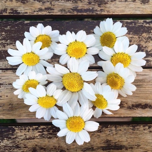 Stream THE DILEMMAS OF DAISY DIMPLE (narrated by Jen Waters) by Jen ...