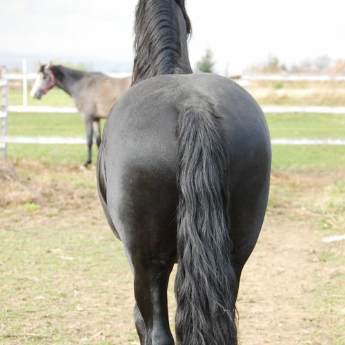 Stream The back of a horse by Little Fred | Listen online for free on ...