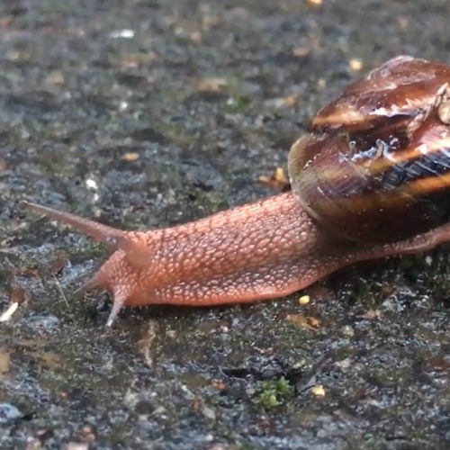 Stream TWC - Inspired By Song For Osysa (The Legend Of Vox Machina) by ...