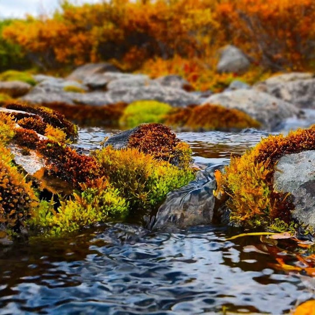 Stream Water Sounds For Sleep (75 Minutes) by Relaxing White Noise ...