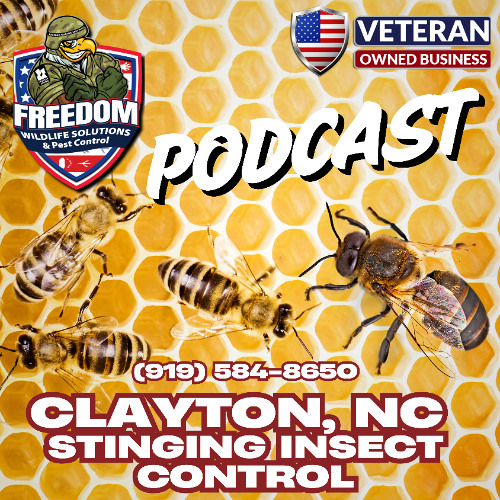 Stream Stinging Insect Control, Clayton NC by Freedom Wildlife ...