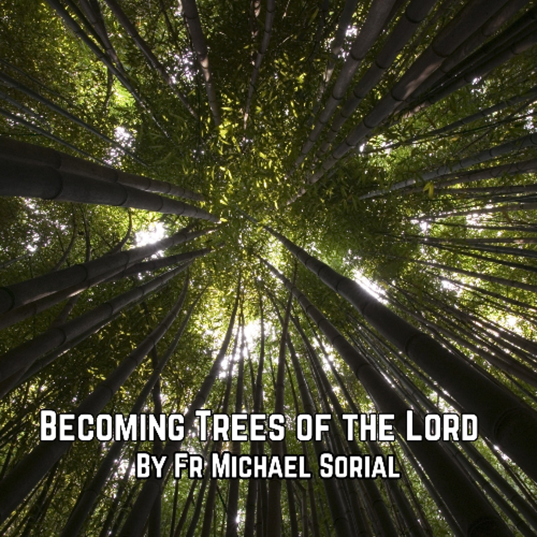 Stream Becoming Trees of the Lord by Fr. Michael Sorial by The Link ...