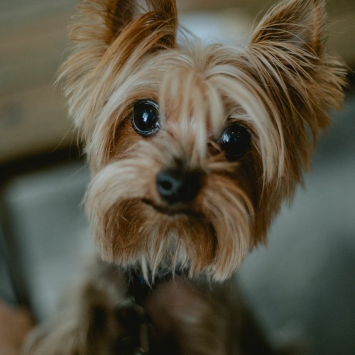 Stream EL PERRO GUAU by Vanessa Esteve Romero | Listen online for free ...