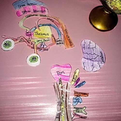 Stream THE BRAIN ANATOMY SONG! .aac by KAYLAN KNOWN AS PROFESSOR CYGNUS ...