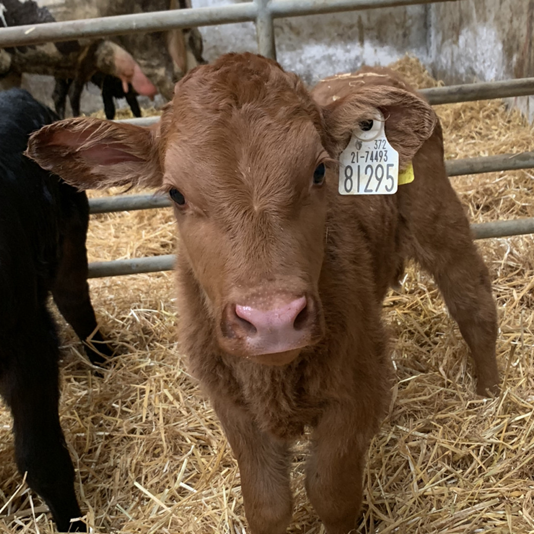 Stream joseph riley | Listen to ets2/truck show bangers playlist online ...