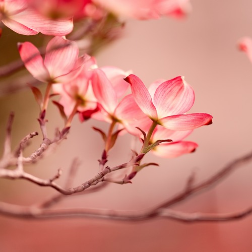 Stream Holding Compassion - Quick Practice by Jeddah Mali by ...