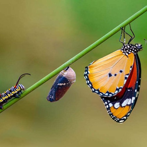 Stream Etude - Morphologies by Rachel Catlin | Listen online for free ...